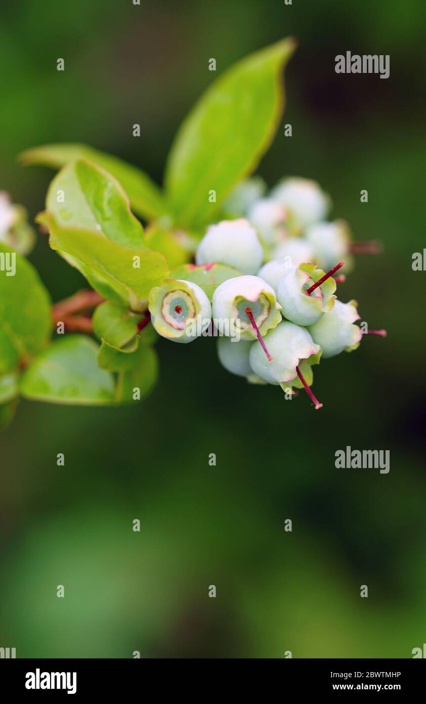 Green berries growing on a blueberry bush in the garden Stock Photo - Alamy