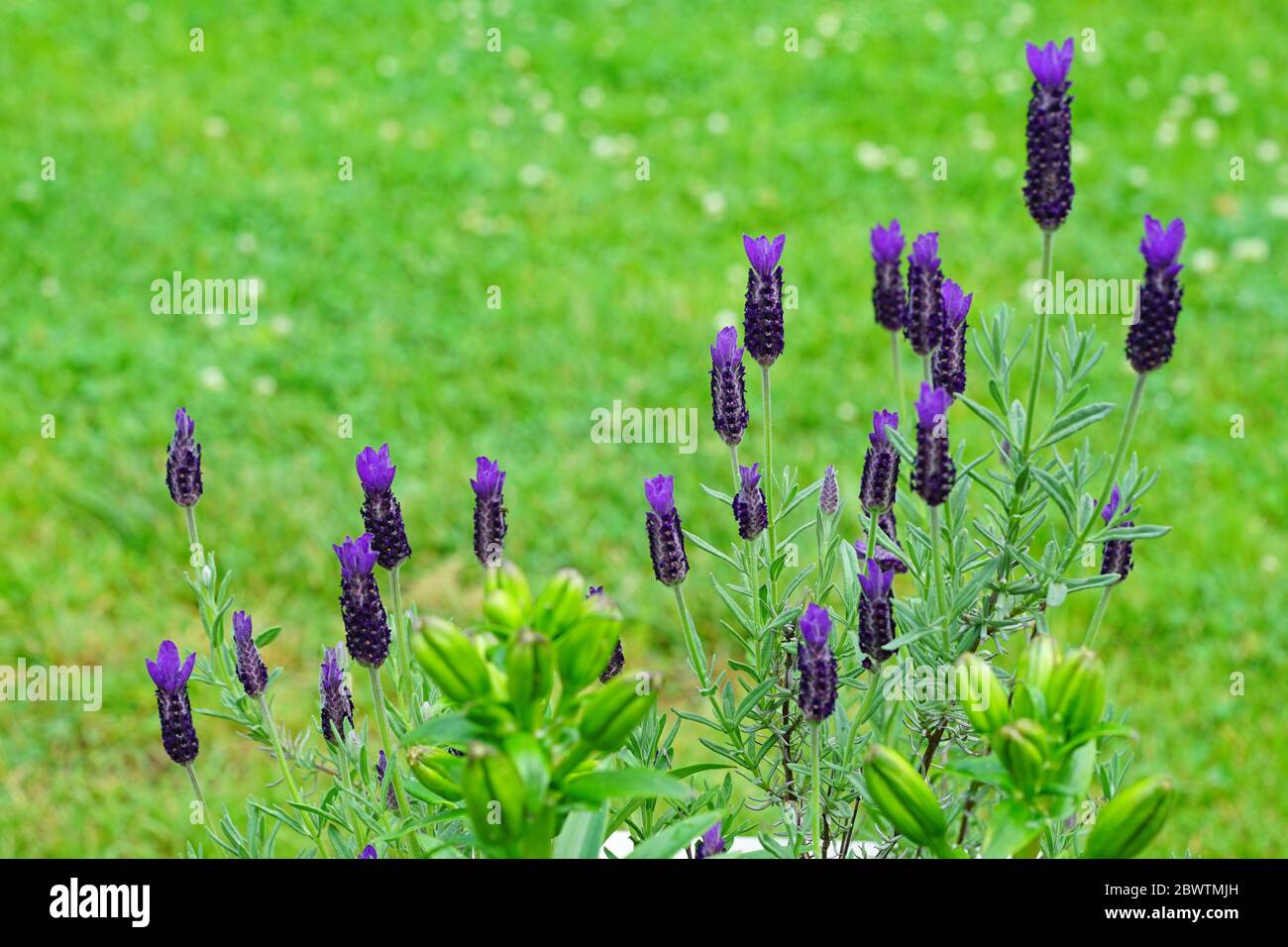 Fragrant purple French lavender flowers Stock Photo - Alamy
