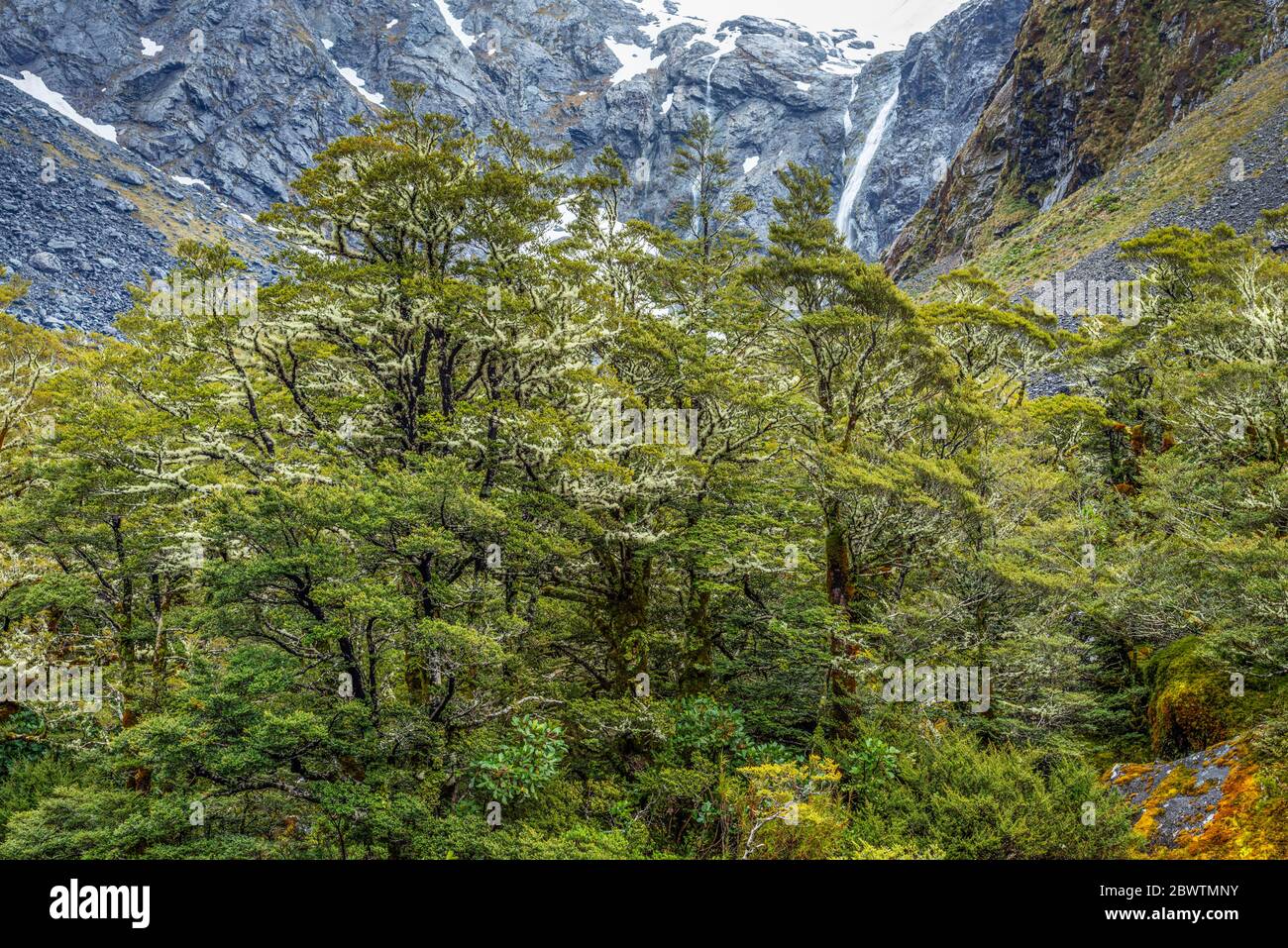 New Zealand, Southland, Green beech trees in Fiordland National Park ...
