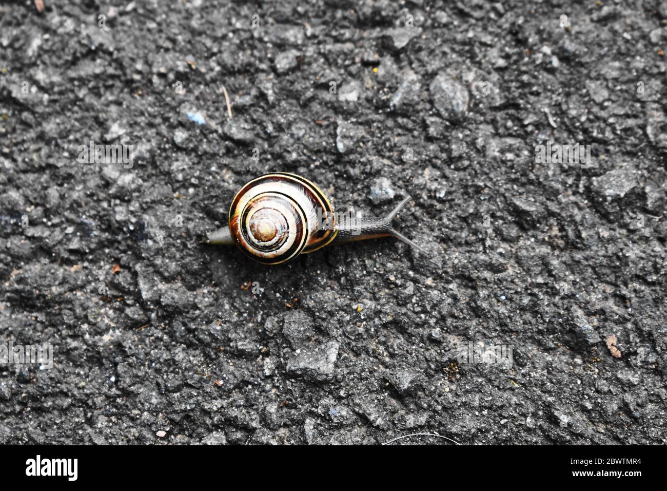 Grey snail with spiral shell and extended antennae moving left to right ...