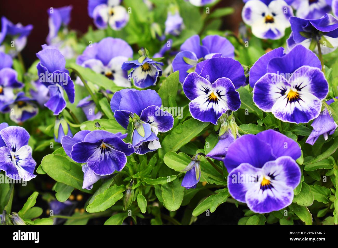 Blue violas flowers hi-res stock photography and images - Alamy