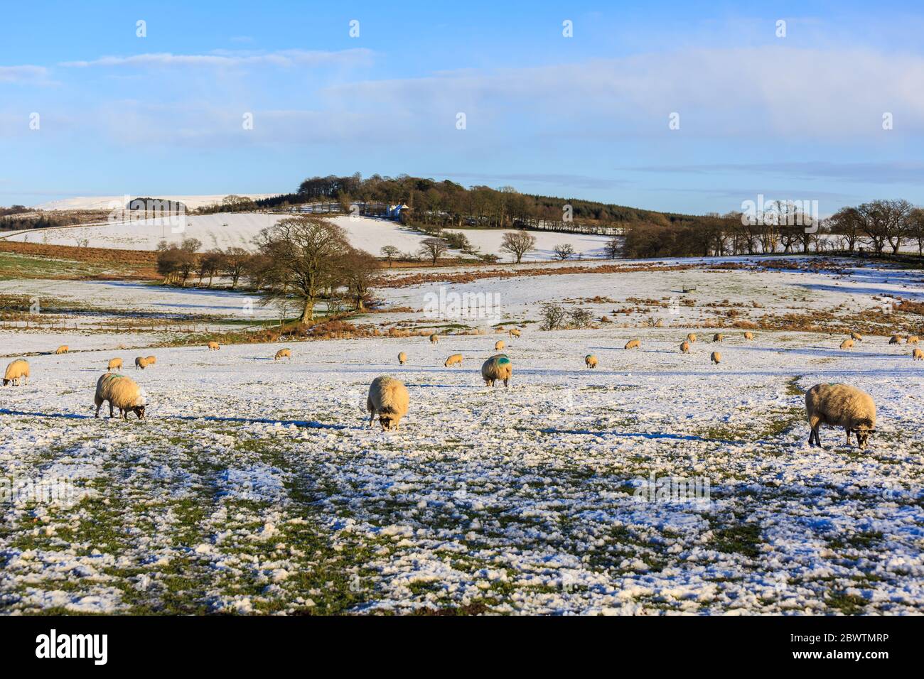Scottish meadows hi-res stock photography and images - Alamy