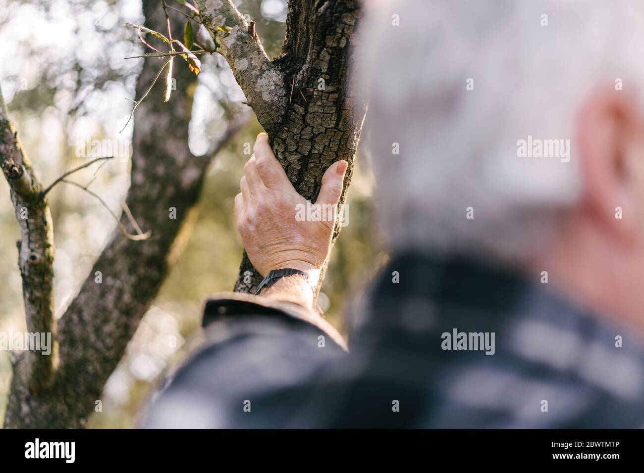 Hand tree trunk hi-res stock photography and images - Alamy