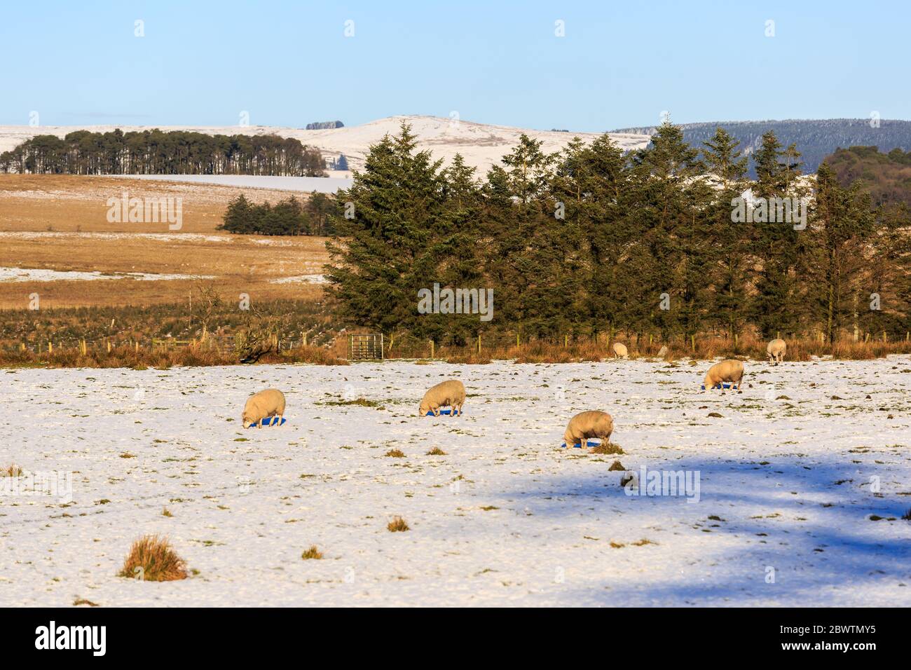 Scottish meadows hi-res stock photography and images - Alamy