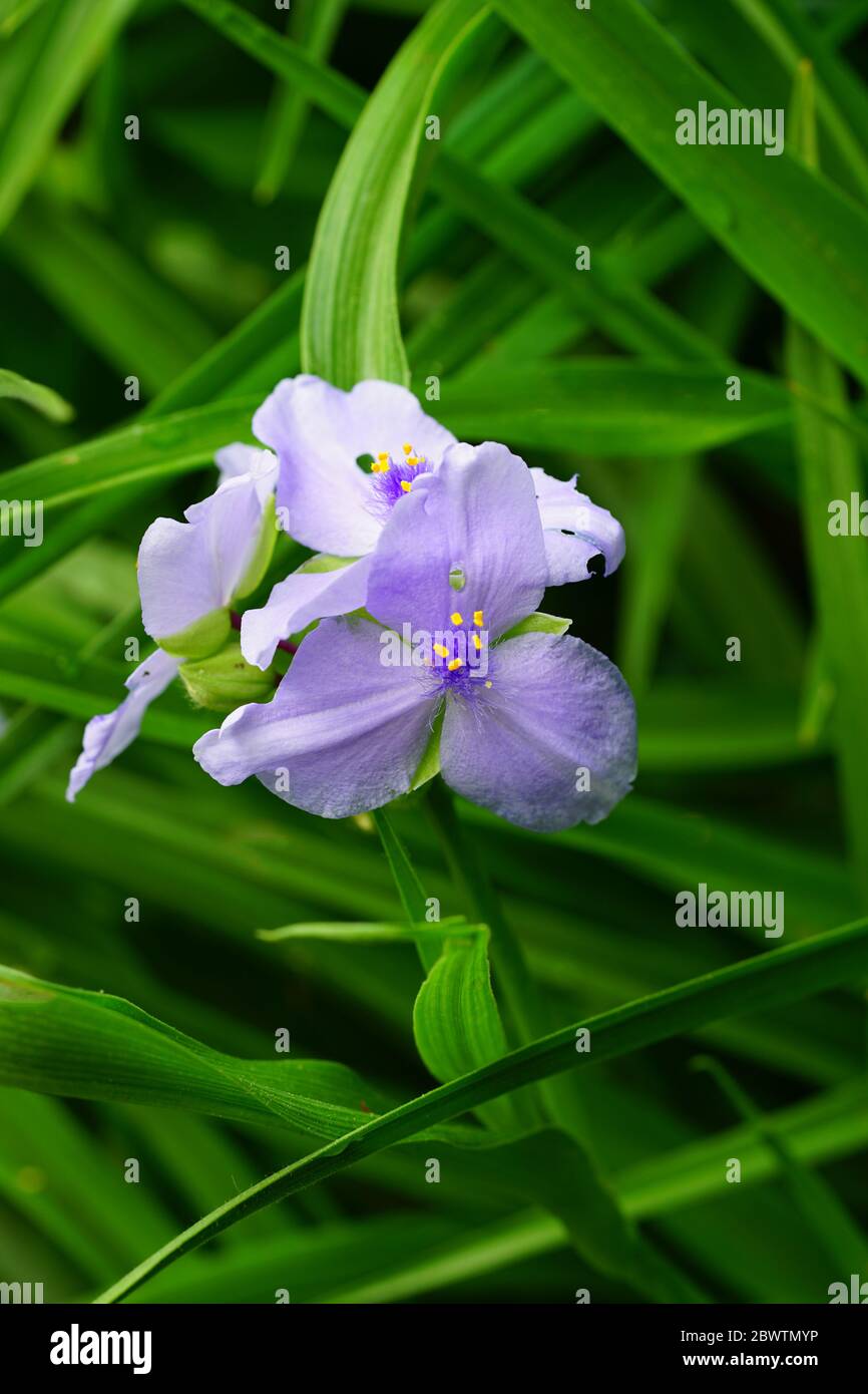 Purple blue spiderwort tradescantia flowers (trillium Stock Photo - Alamy
