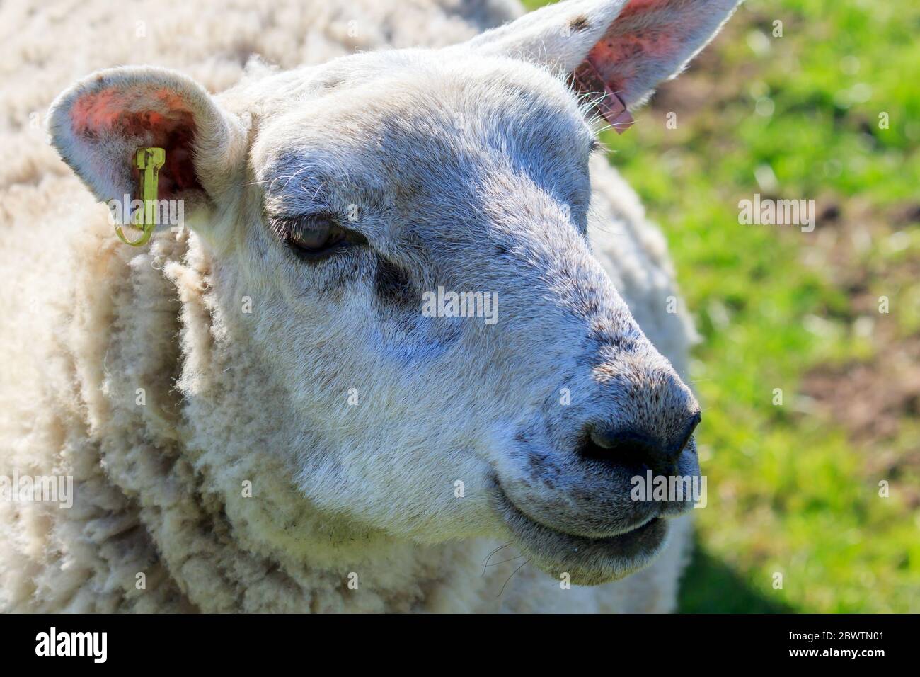 Sheeps mouth hi-res stock photography and images - Alamy
