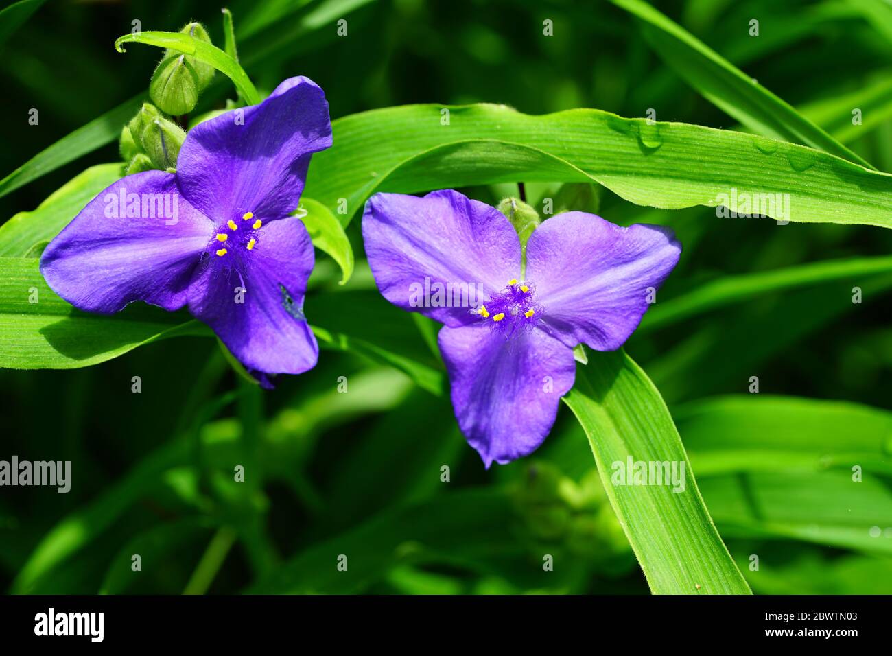 Purple blue spiderwort tradescantia flowers (trillium Stock Photo - Alamy