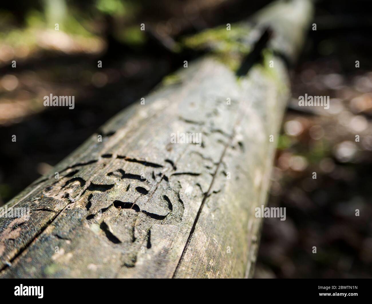 Scuff marks hi-res stock photography and images - Alamy