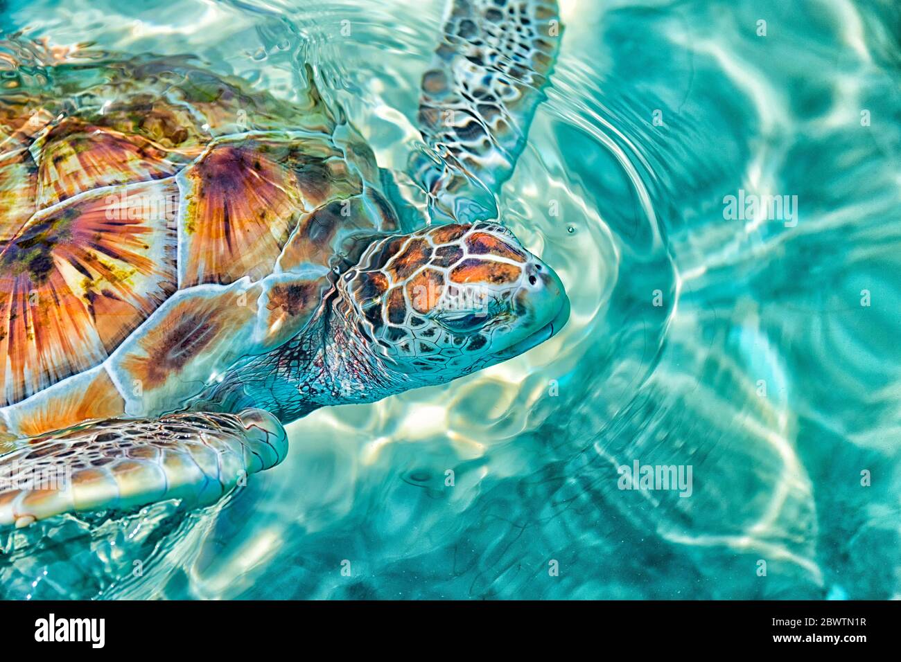 Turtle swimming hi-res stock photography and images - Alamy