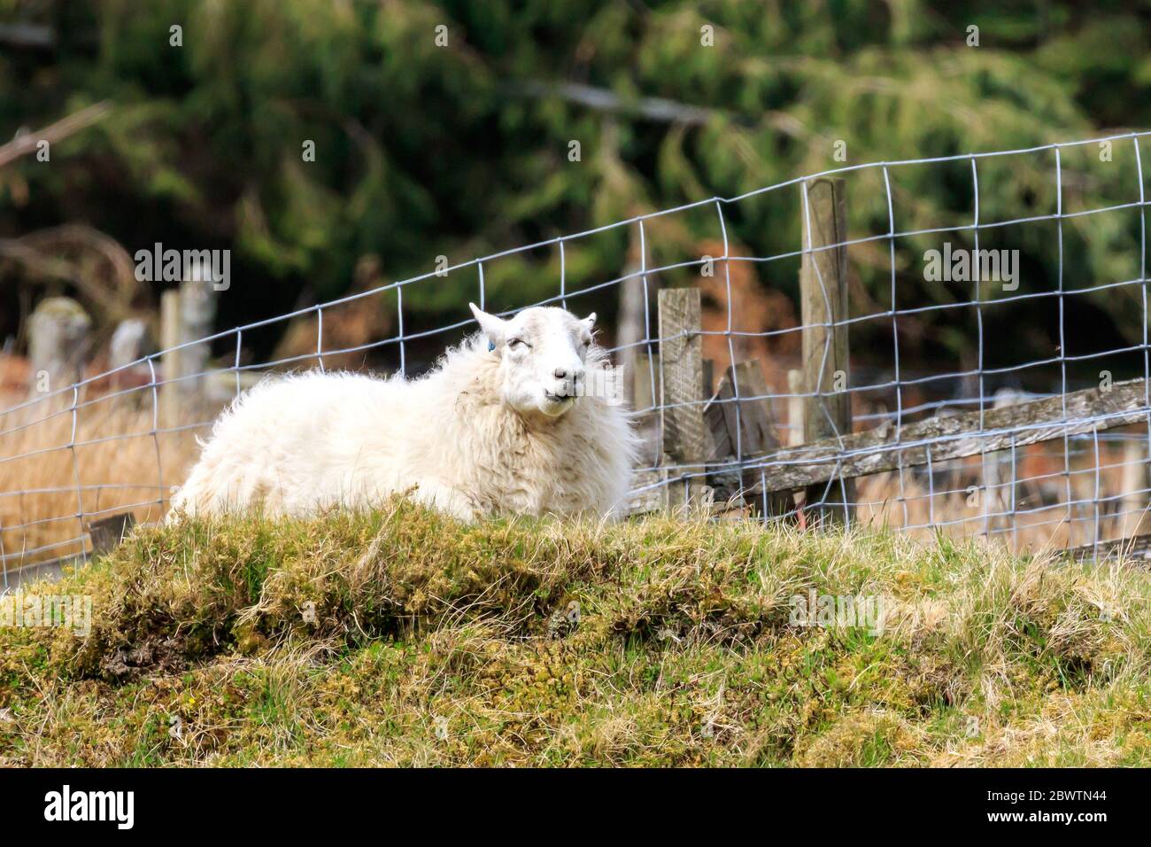 Cheviot sheep lying down and resting on riased ground Stock Photo - Alamy