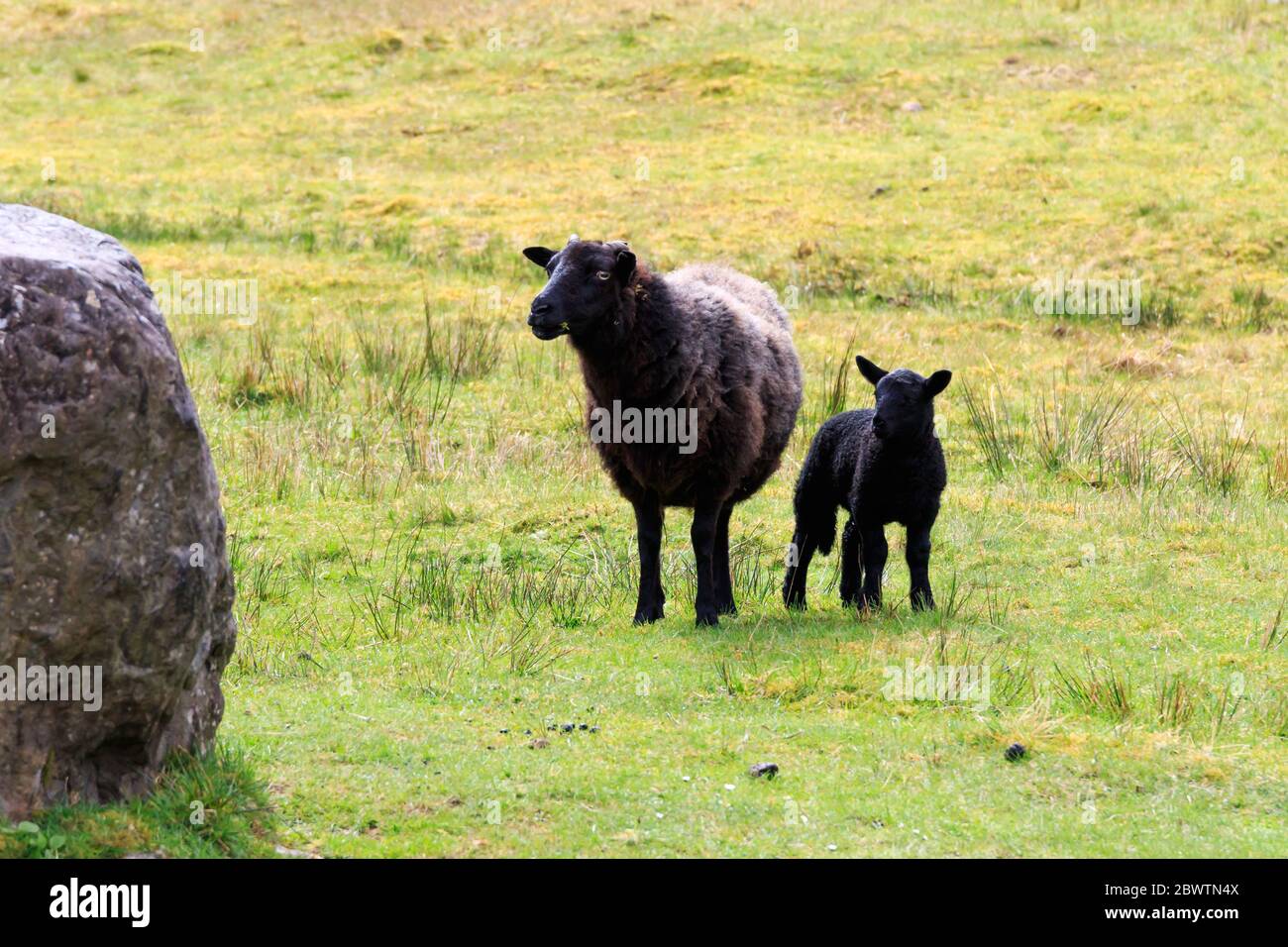 Scottish Blackface sheep standing in a Scottish meadow Stock Photo - Alamy