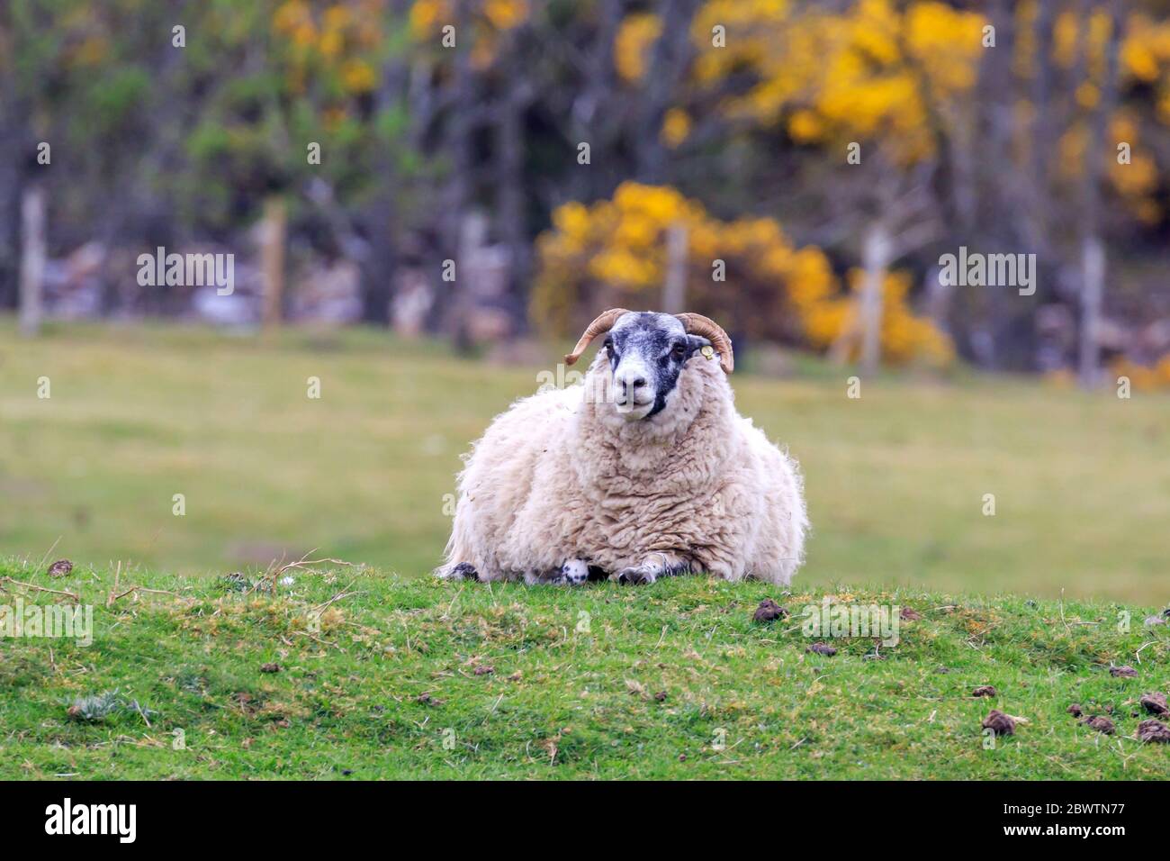Scottish Blackface sheep standing in a Scottish meadow Stock Photo - Alamy