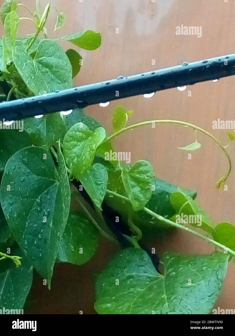 Leaf quotes hi-res stock photography and images - Alamy
