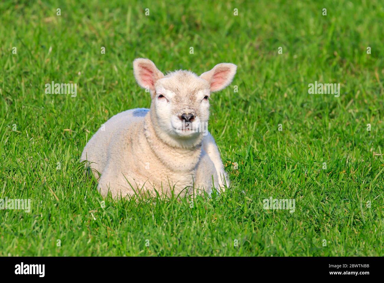 Cheviot sheep lamb hi-res stock photography and images - Alamy