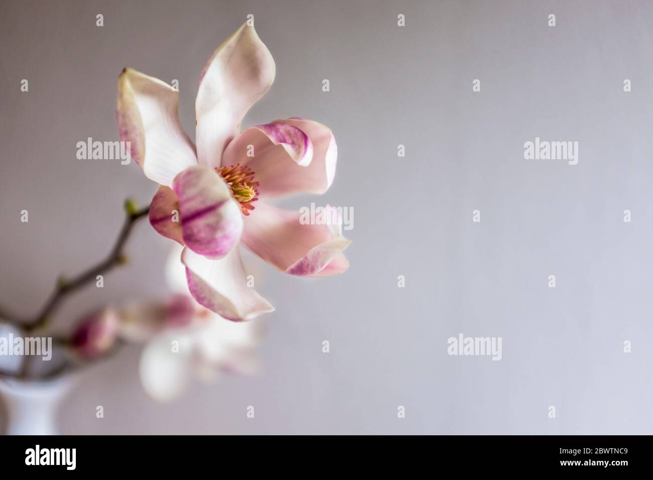 Magnolia vase hi-res stock photography and images - Alamy