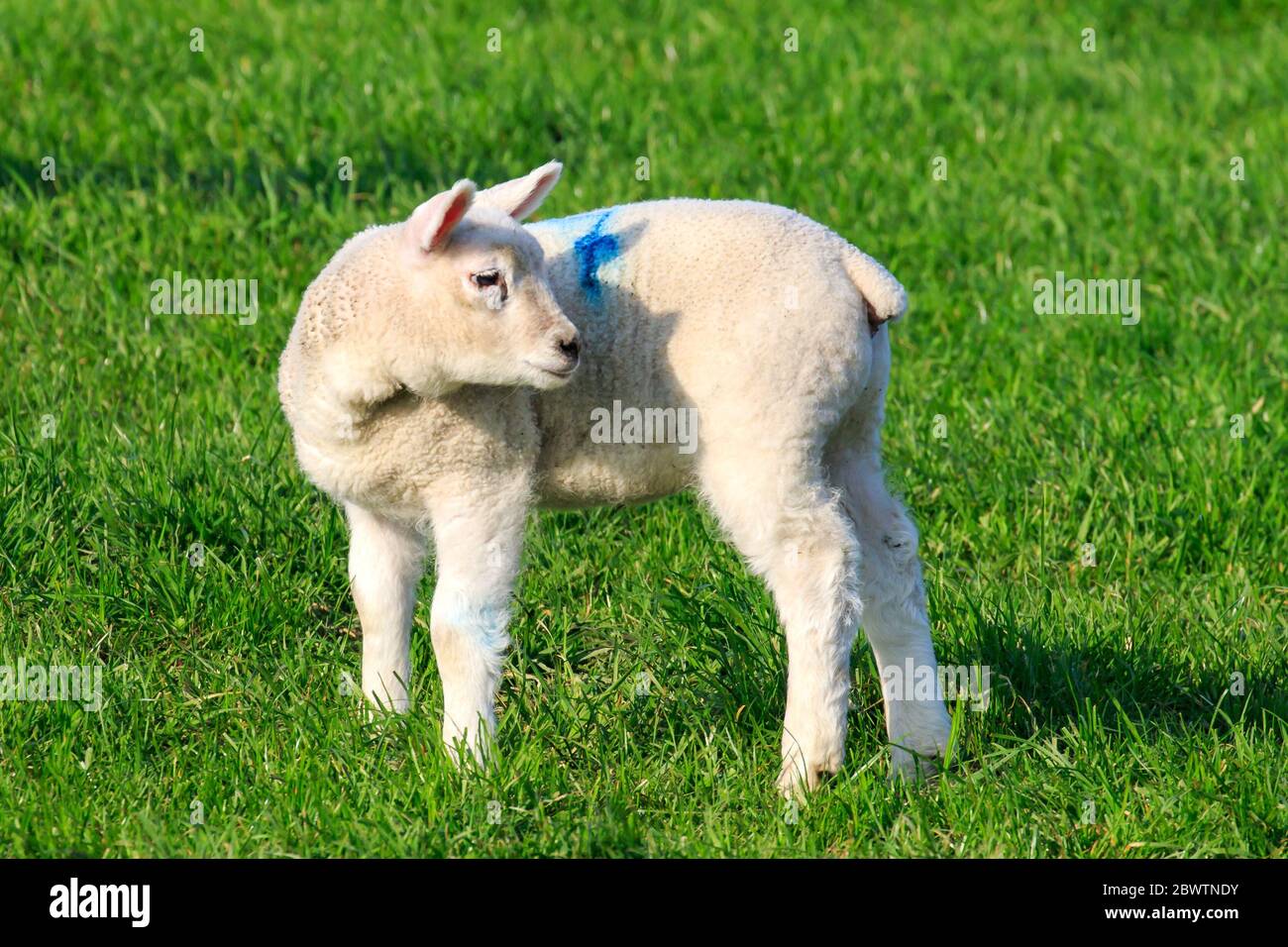 Cheviot Sheep Lamb High Resolution Stock Photography and Images - Alamy