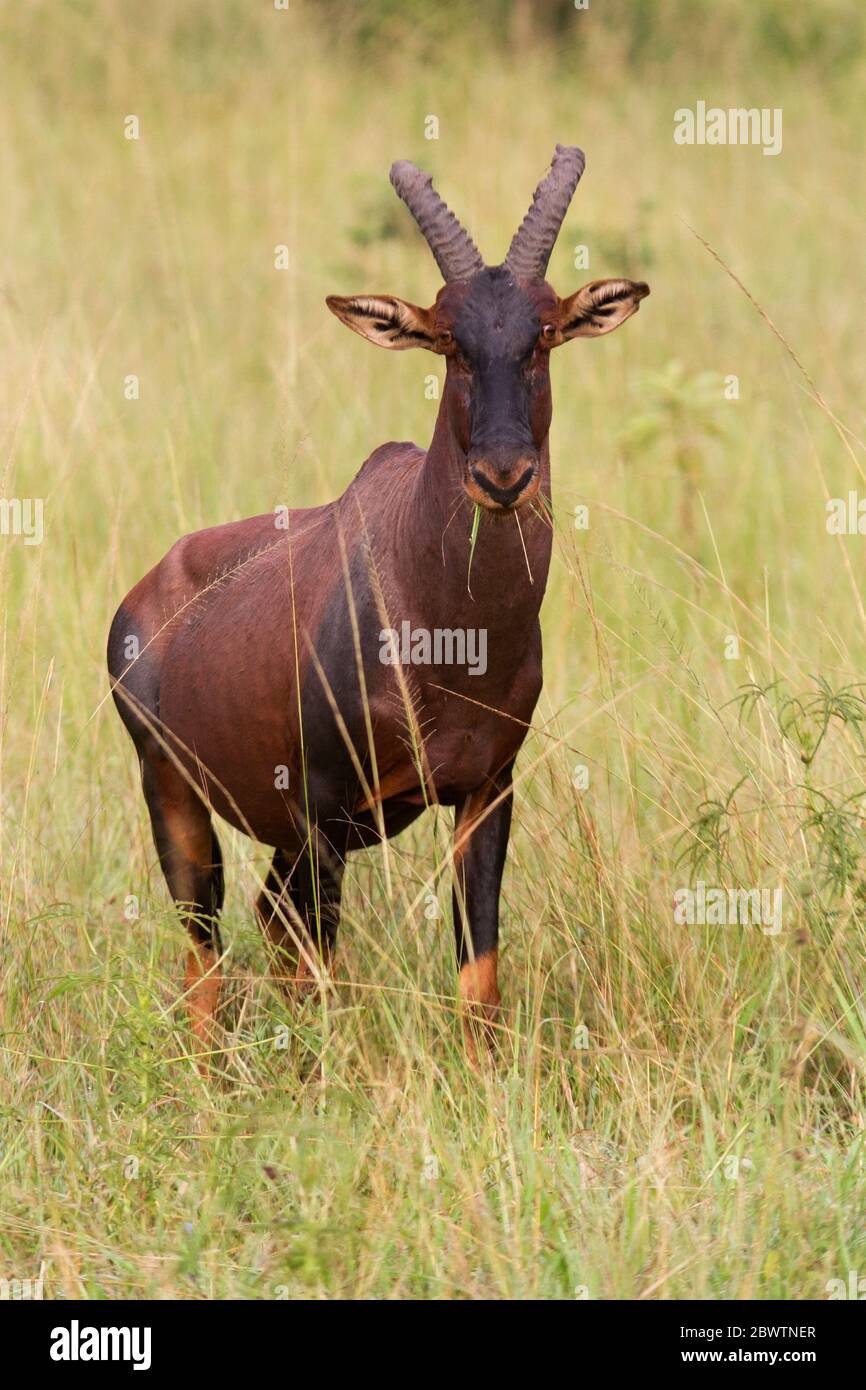 Topi antelope female hi-res stock photography and images - Alamy