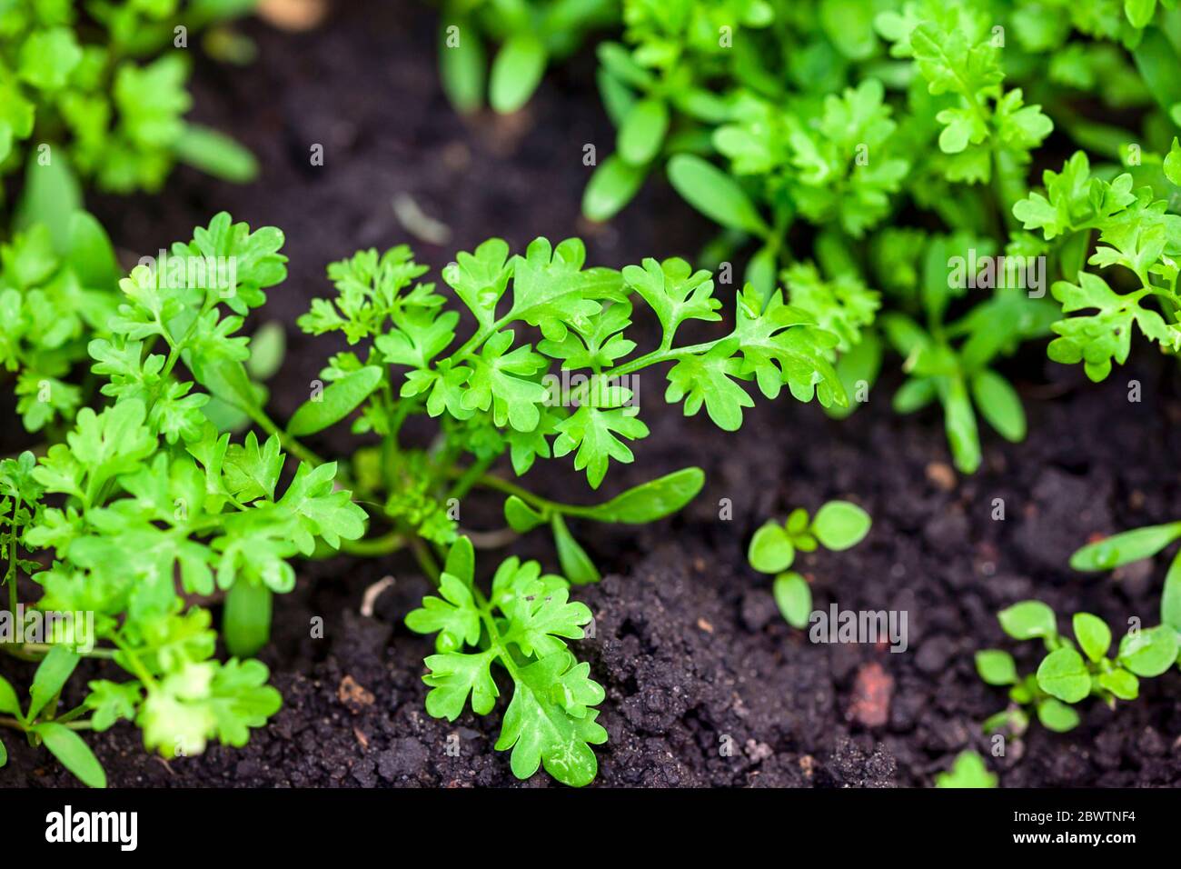 Green organic garden cress grows on soil. Close-up Stock Photo - Alamy