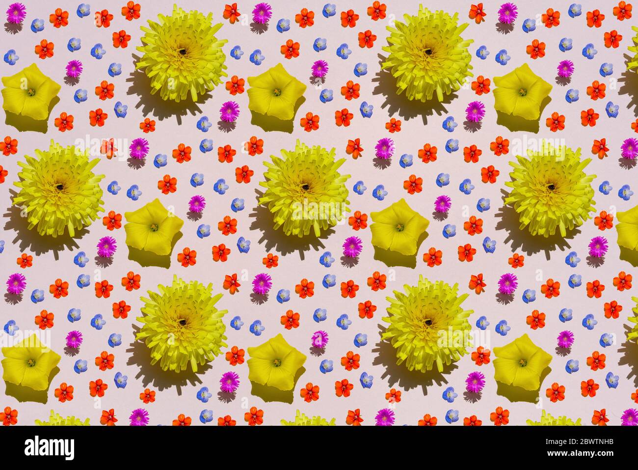 Pattern of colorful flower heads Stock Photo - Alamy