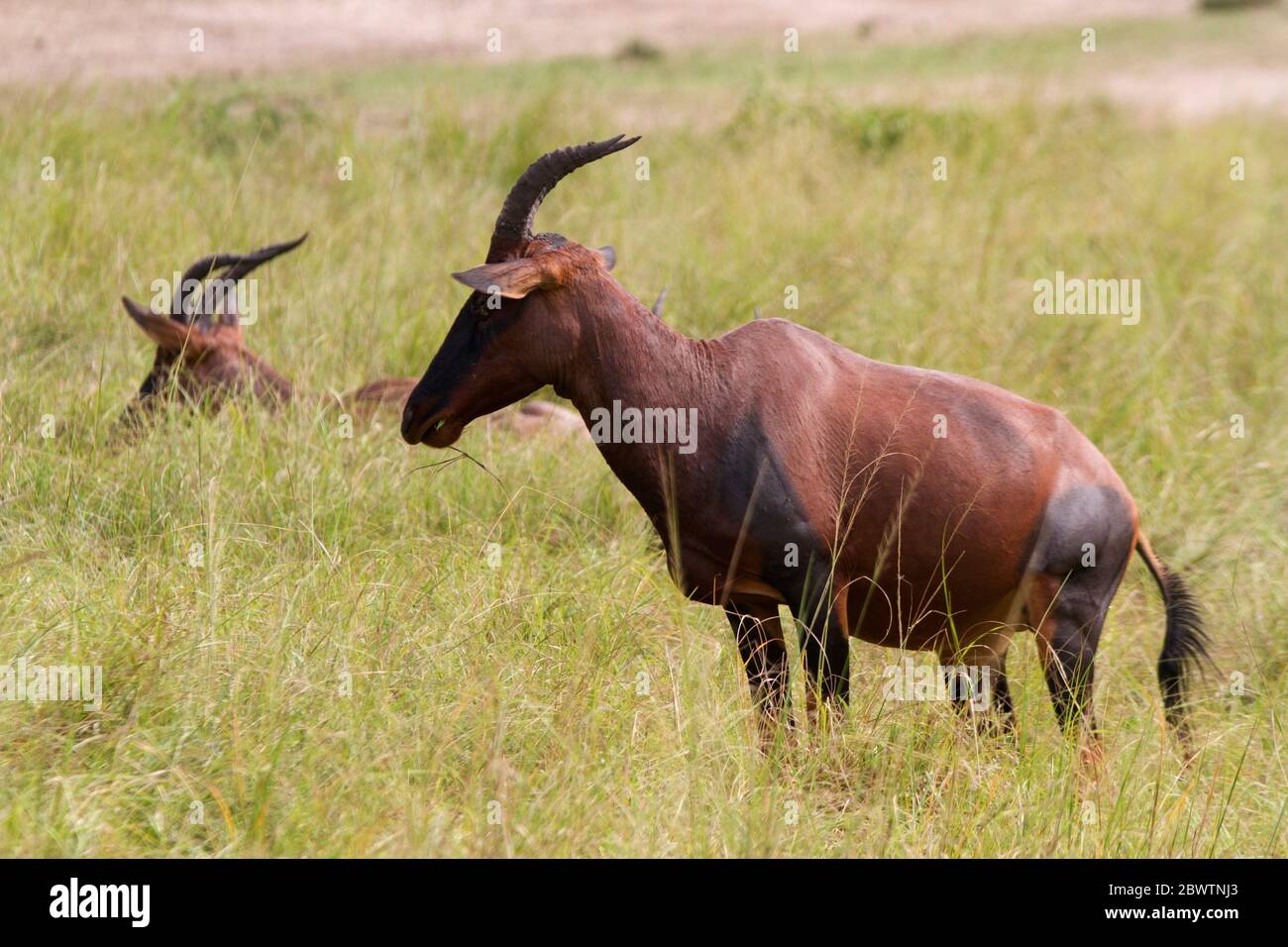 The high hunched shoulders and sloping back of the Topi are good ...