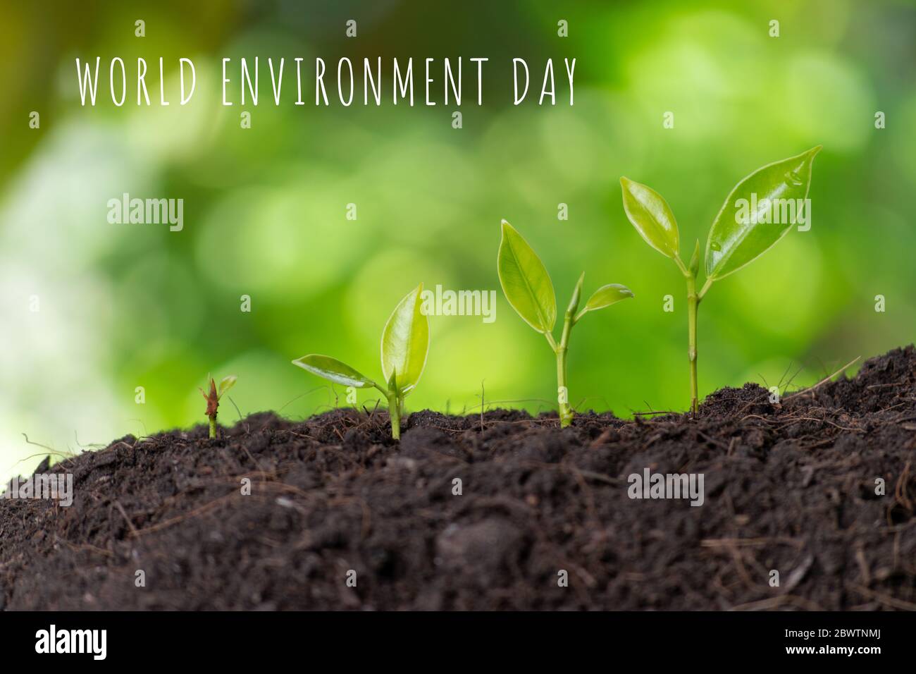 Growth Trees in the nature morning light and green bokeh background ...