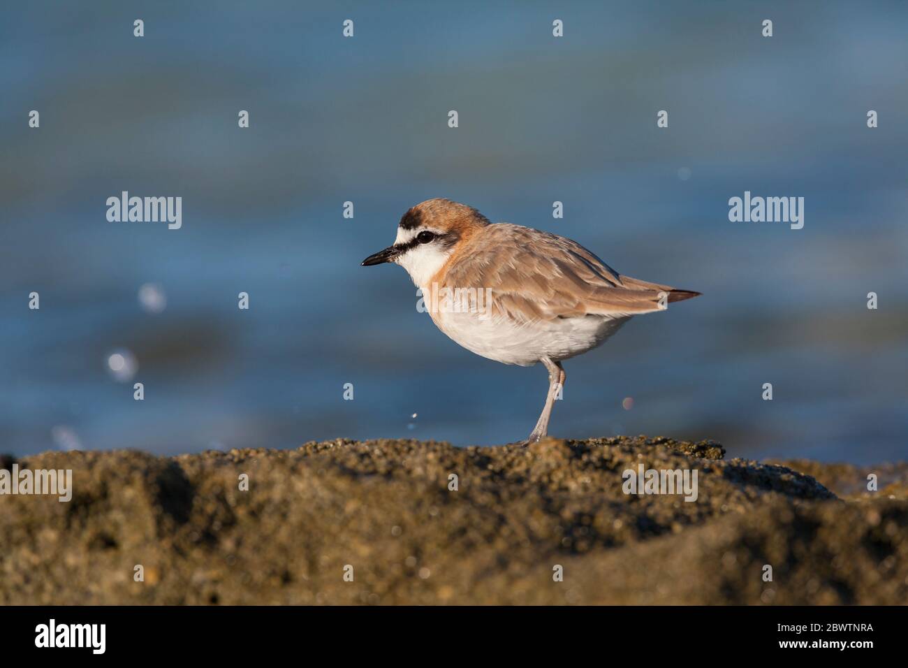 White-fronted Plover Charadrius marginatu, foraging along shoreline ...