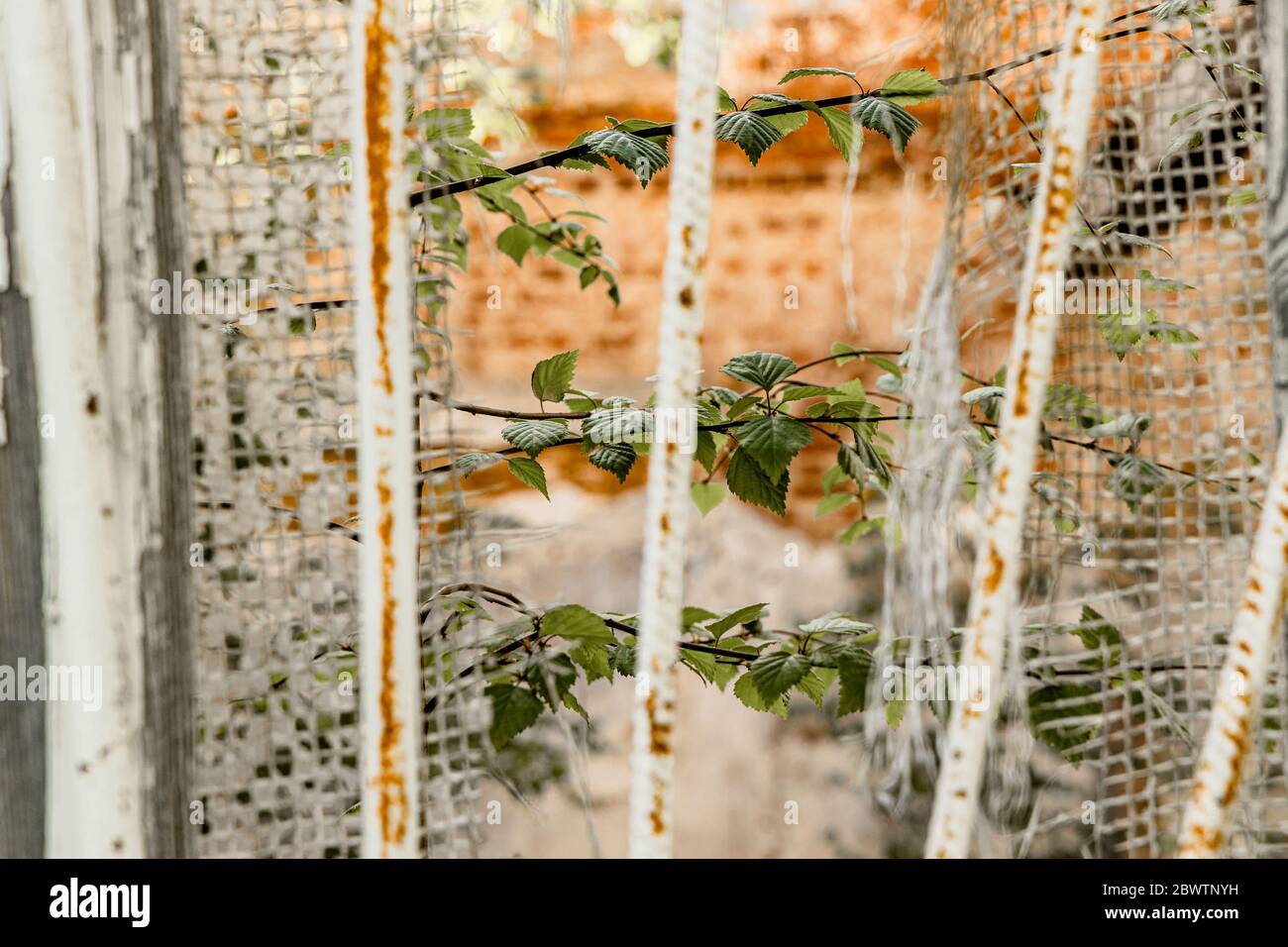 old window with bars and trees inside the house Stock Photo - Alamy