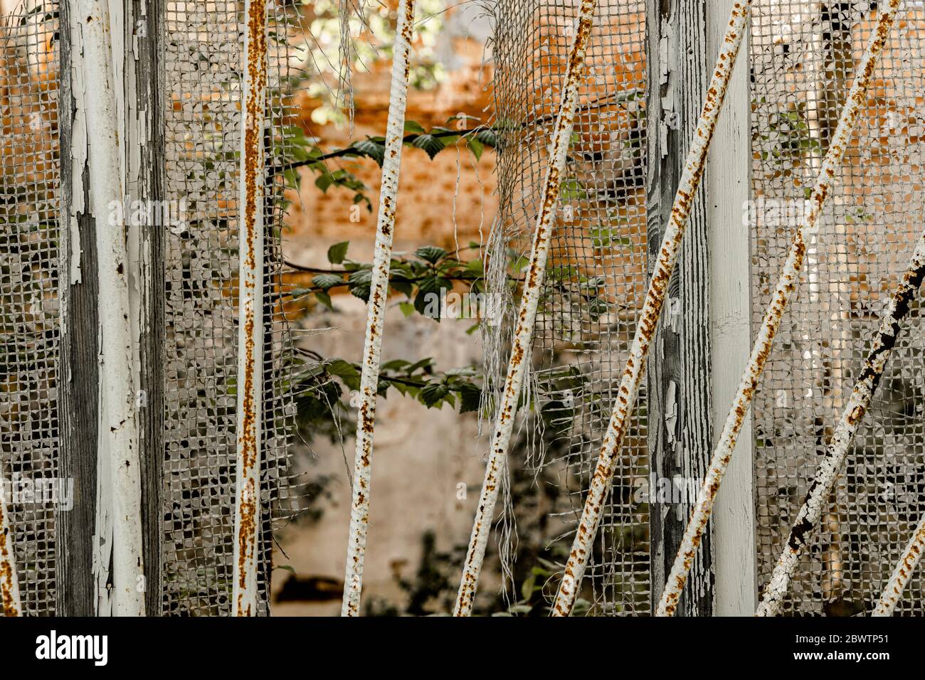 old window with bars and trees inside the house Stock Photo - Alamy