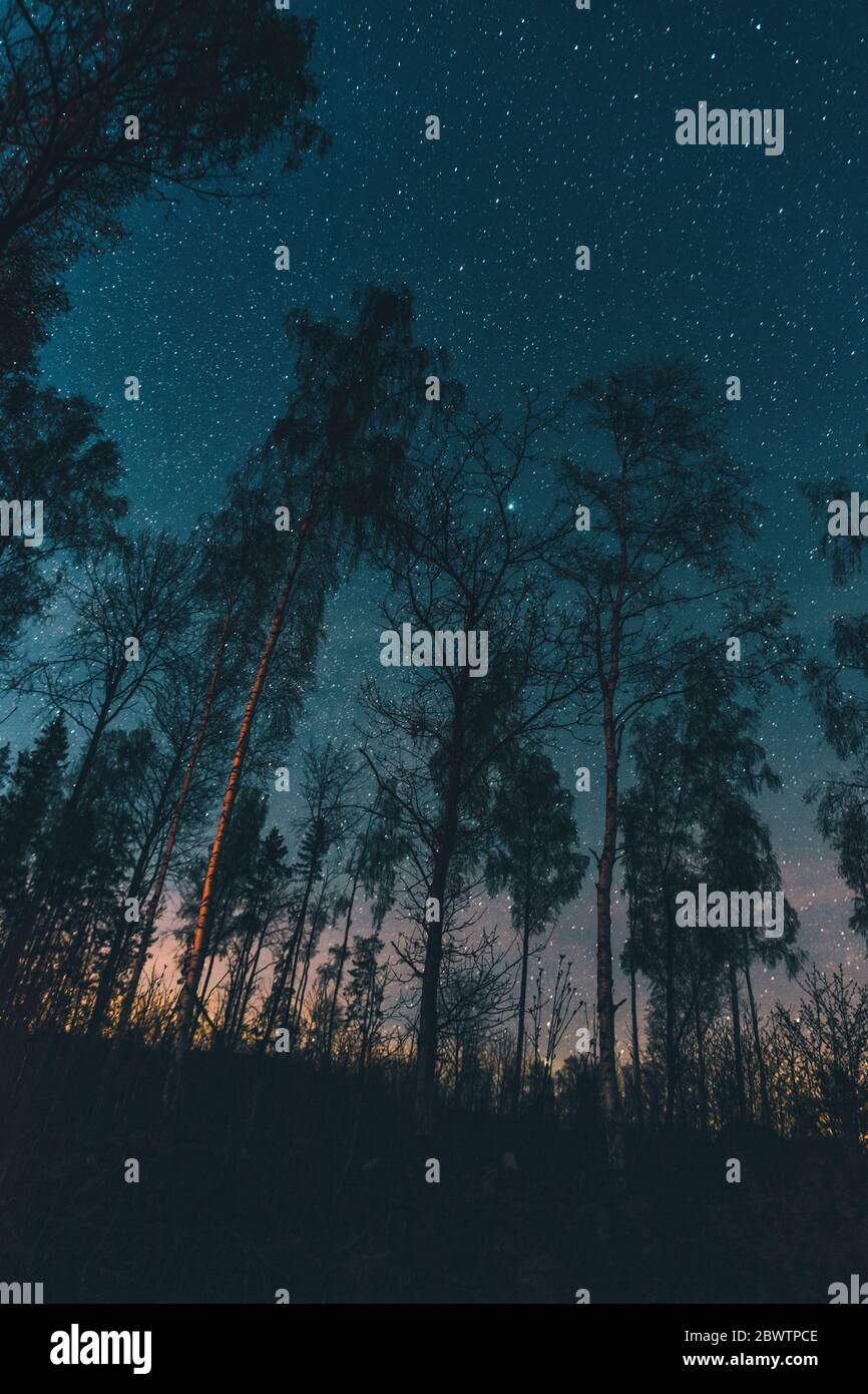 Starry sky over trees in Sodermanland, Nykoping, Sweden Stock Photo - Alamy