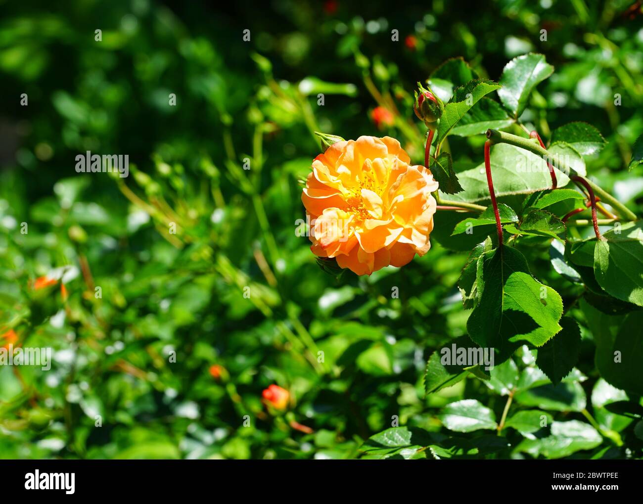 Apricot orange rose flower growing in the garden Stock Photo - Alamy
