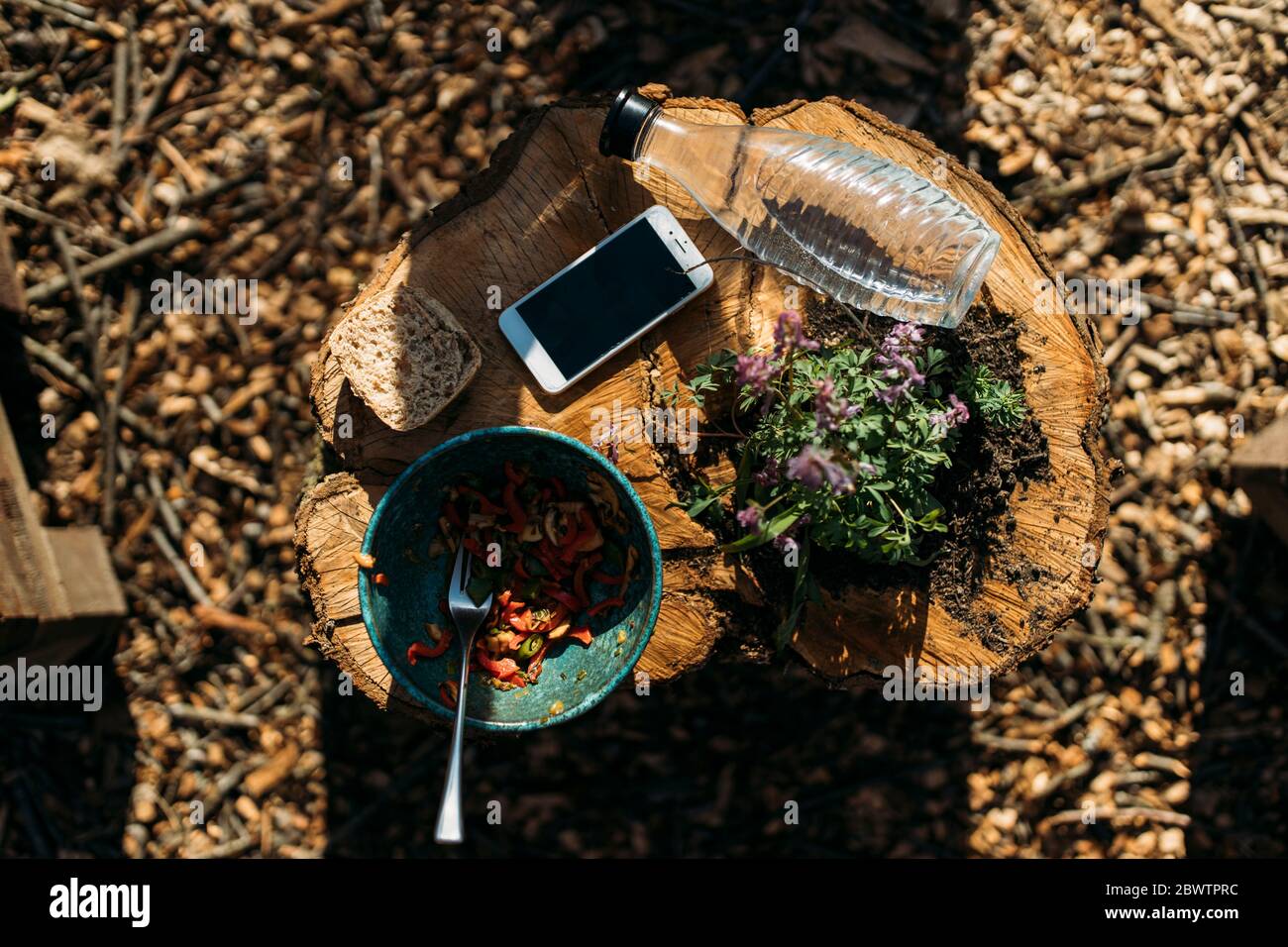 Smartphone, snack, plant and water bottle on tree stump Stock Photo - Alamy