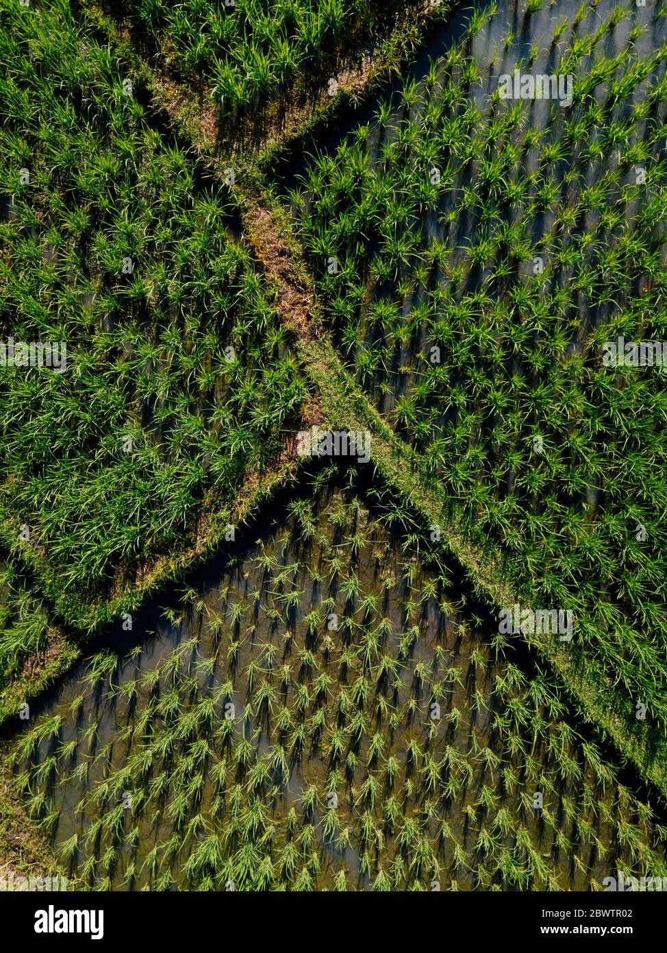 Indonesia, Bali, Aerial view of green rice paddies Stock Photo - Alamy