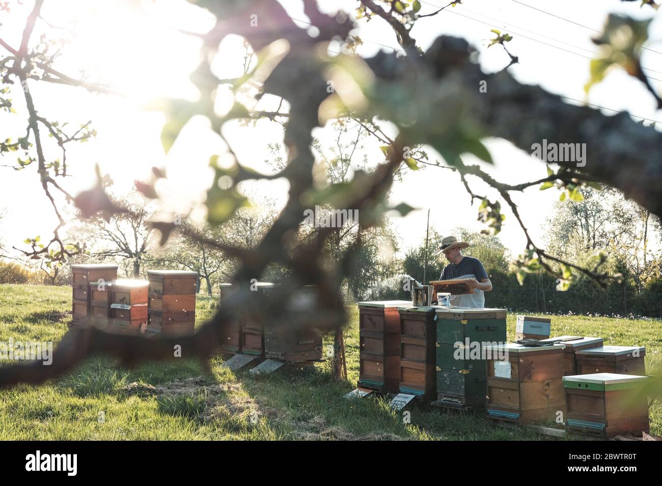 Beehive on tree hi-res stock photography and images - Alamy