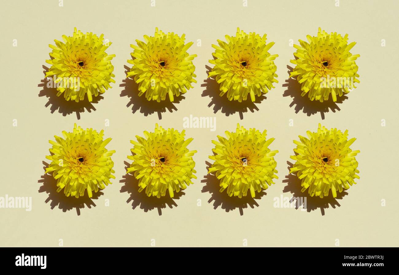 Studio shot of rows of yellow flower heads Stock Photo - Alamy