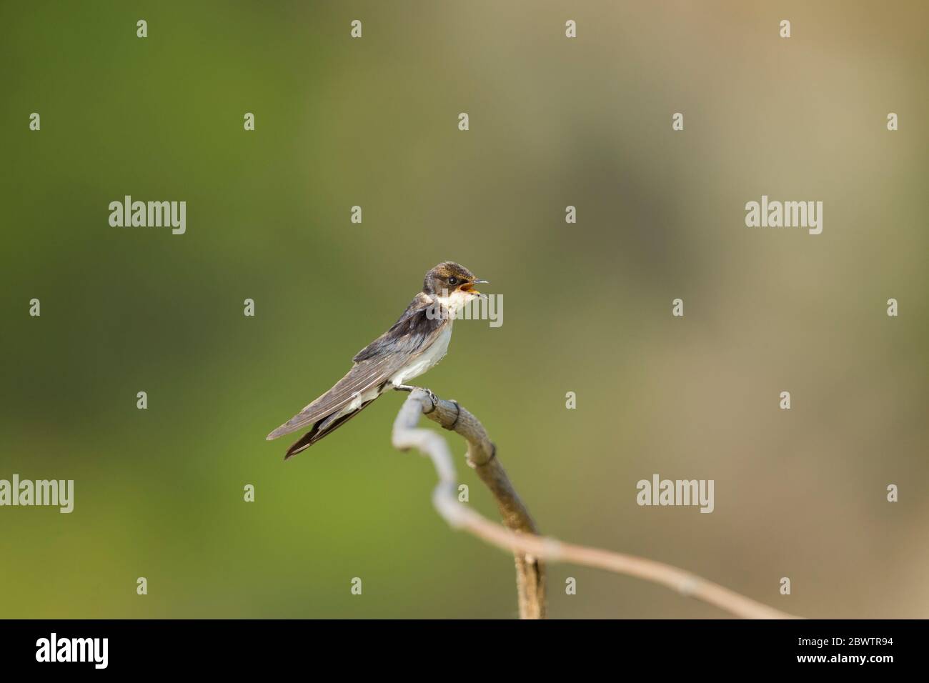 Tono dam hi-res stock photography and images - Alamy