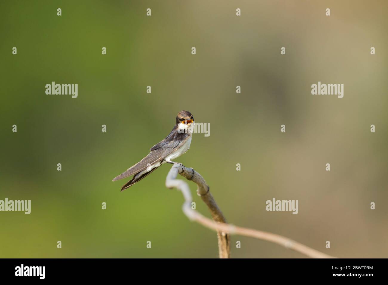 Wire-tailed swallow Hirundo smithii, juvenile, perched on branch, Tono ...