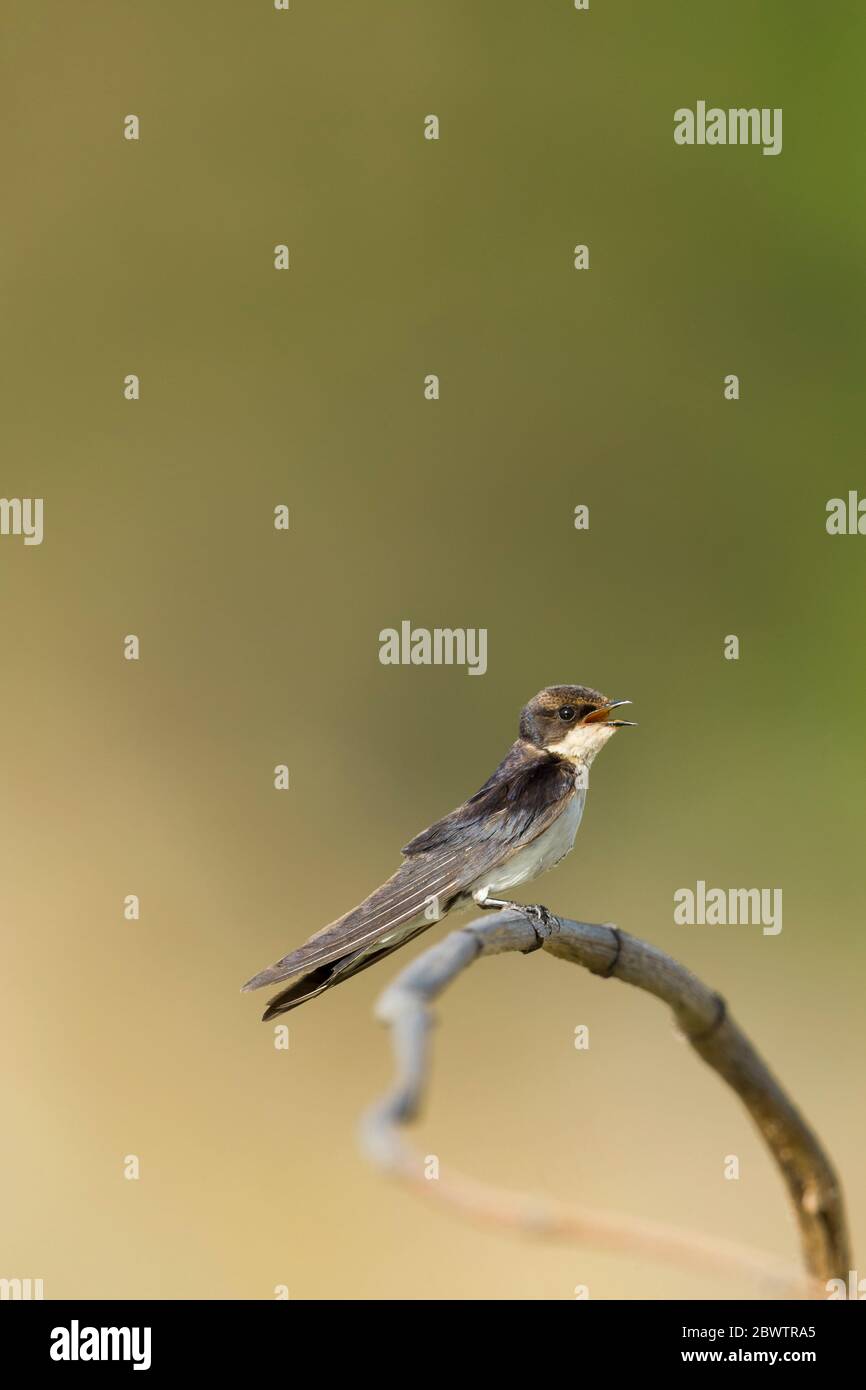 Wire-tailed swallow Hirundo smithii, juvenile, perched on branch, Tono ...