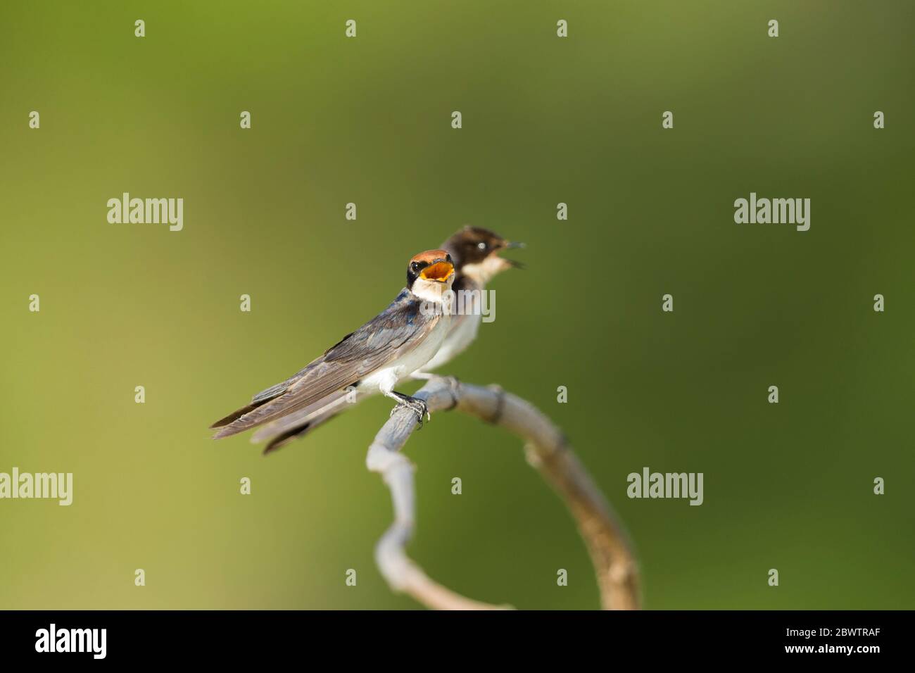 Wire-tailed swallow Hirundo smithii, adult & juvenile, perched on ...