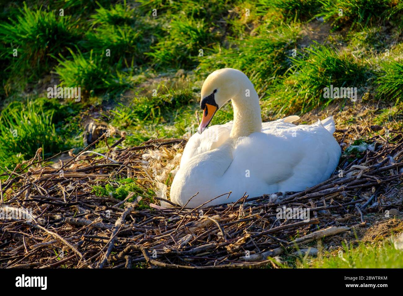 Sitting swan hi-res stock photography and images - Alamy