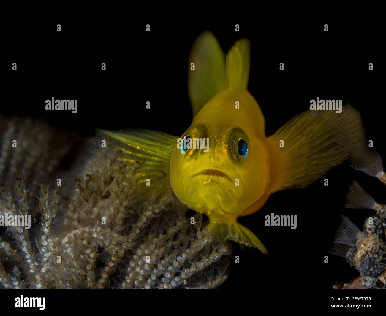 Underwater portrait yellow clown goby gobiodon okinawae hi-res stock ...