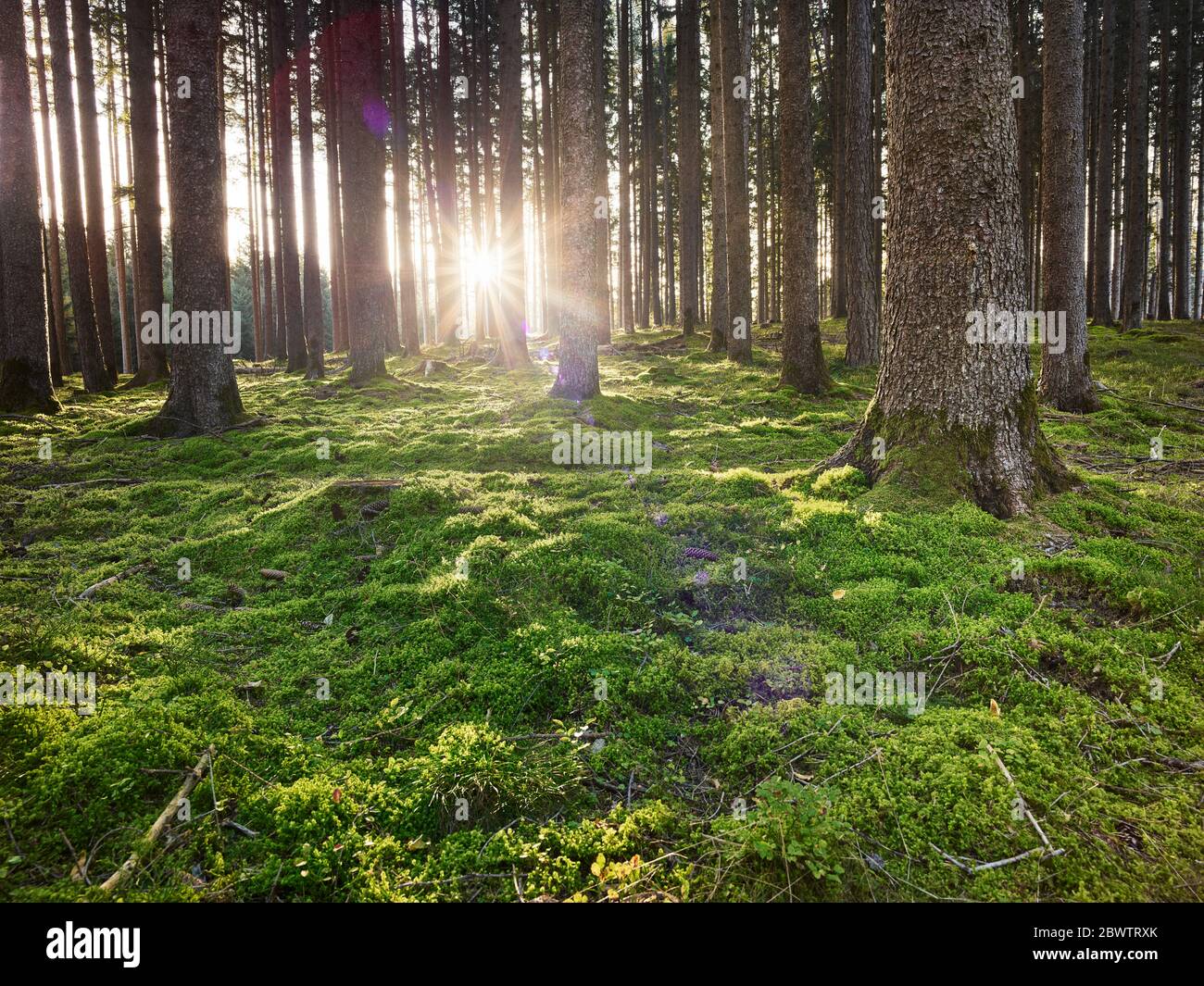 Environmental setting hi-res stock photography and images - Alamy