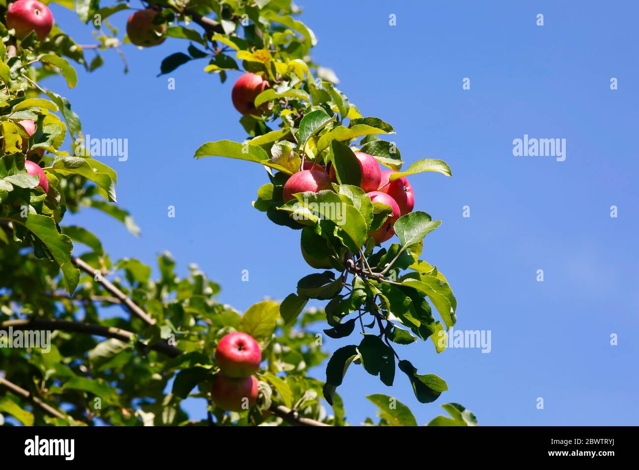 Tree with low branches hi-res stock photography and images - Alamy