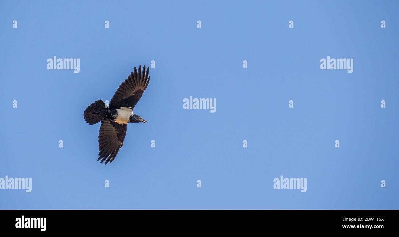 A pied crow isolated against a clear blue winter sky on the Highveld of ...