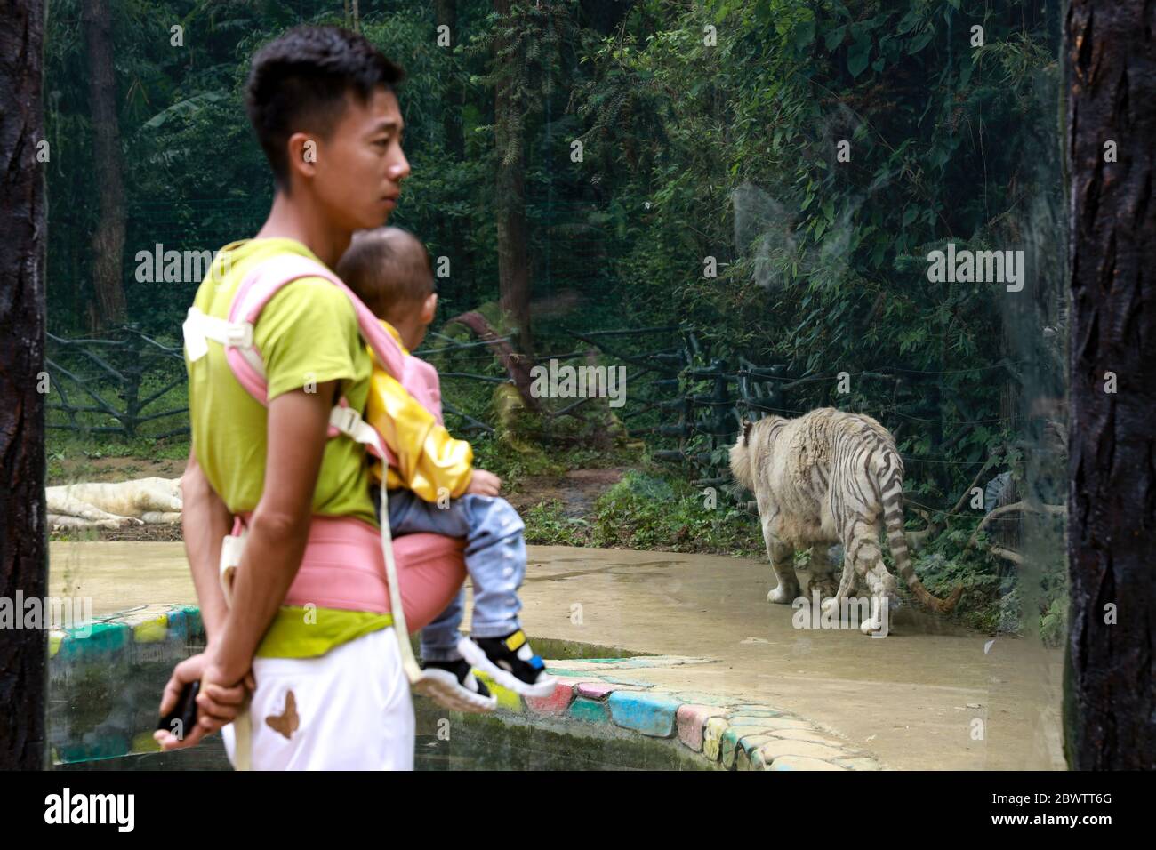 Guiyang, China's Guizhou Province. 3rd June, 2020. Visitors watch tiger ...