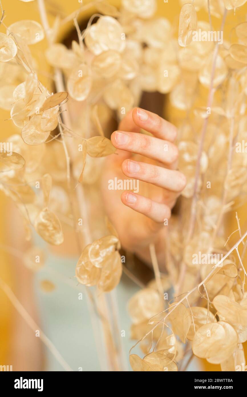 Hand among honesties hi-res stock photography and images - Alamy