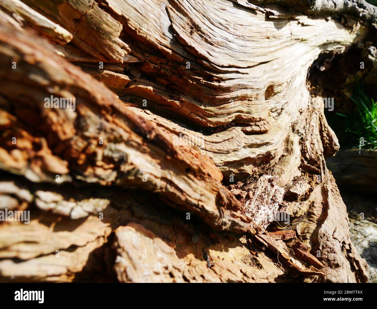 Structure of tree hi-res stock photography and images - Alamy