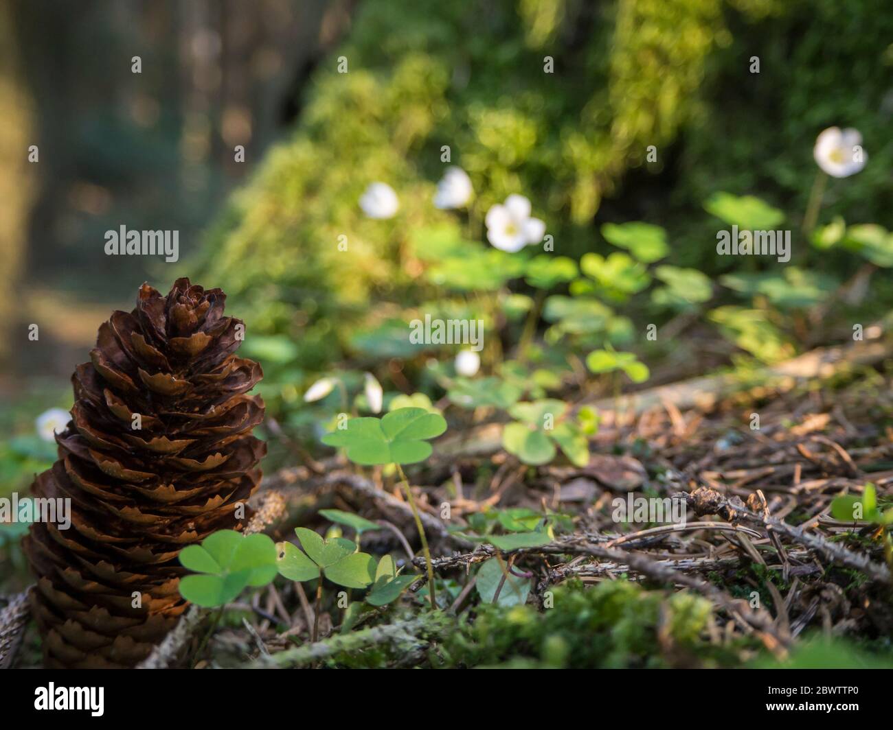 Upper cone hi-res stock photography and images - Alamy