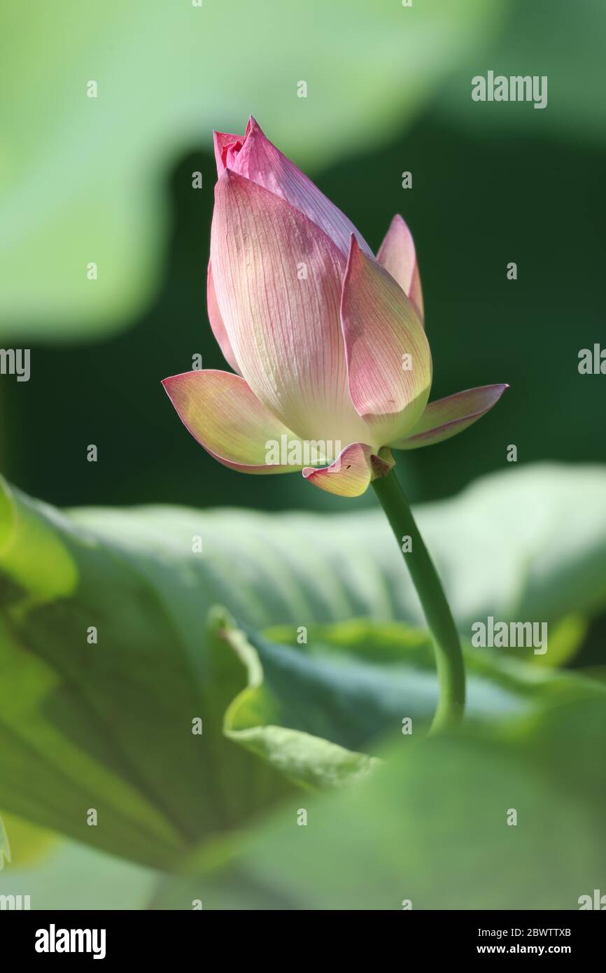 Yuping hi-res stock photography and images - Alamy