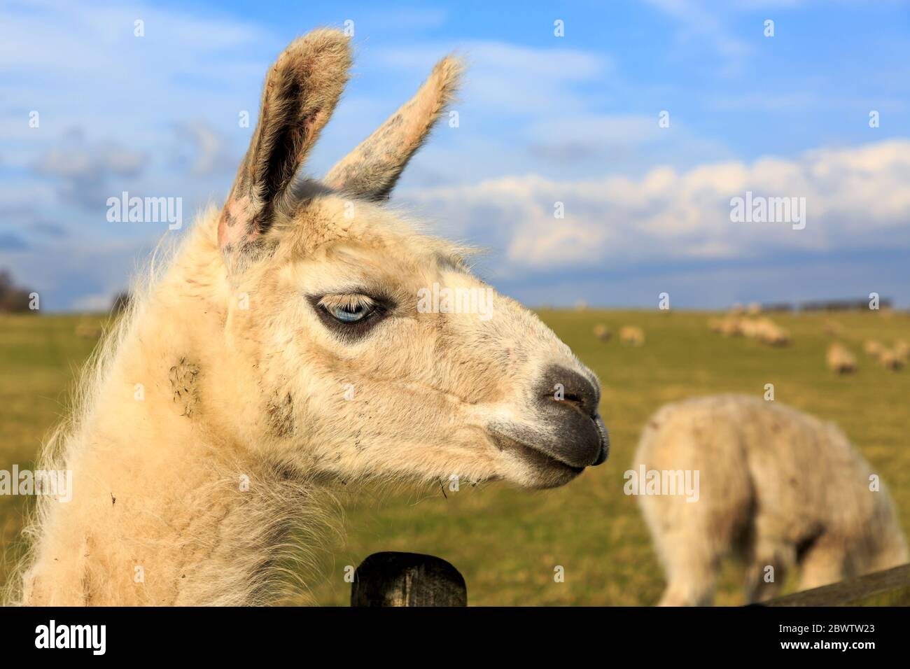 Llamas head hi-res stock photography and images - Alamy
