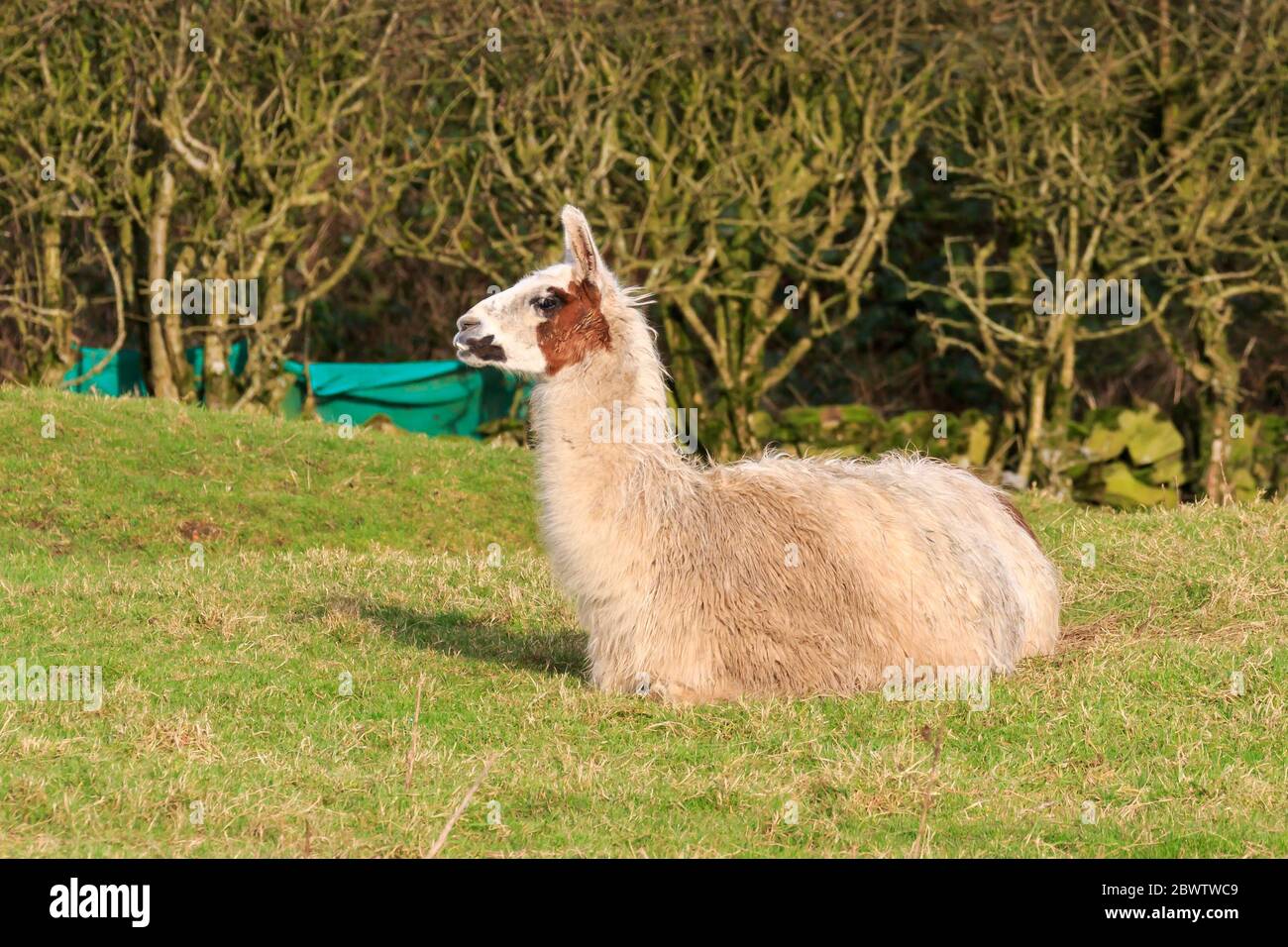 Single Llama resting in a sunlit Scottish meadow Stock Photo - Alamy